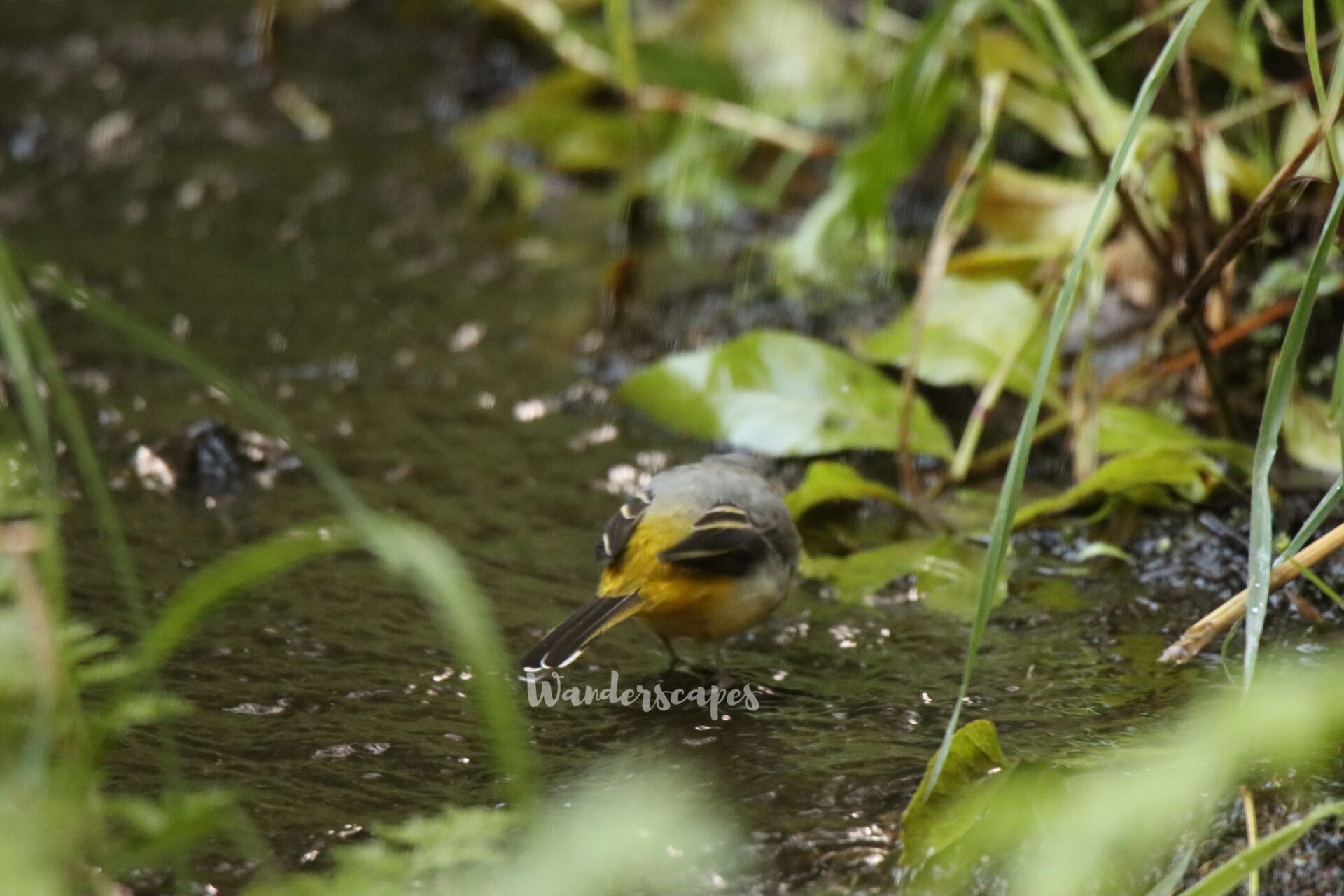 Bird Walk – The Best Way to Connect with Nature › wanderscapes365